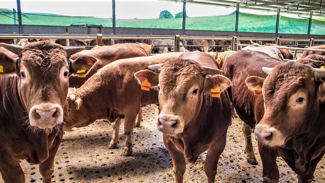 Zootecnia, si sblocca la movimentazione di bestiame dalla Sicilia verso ...