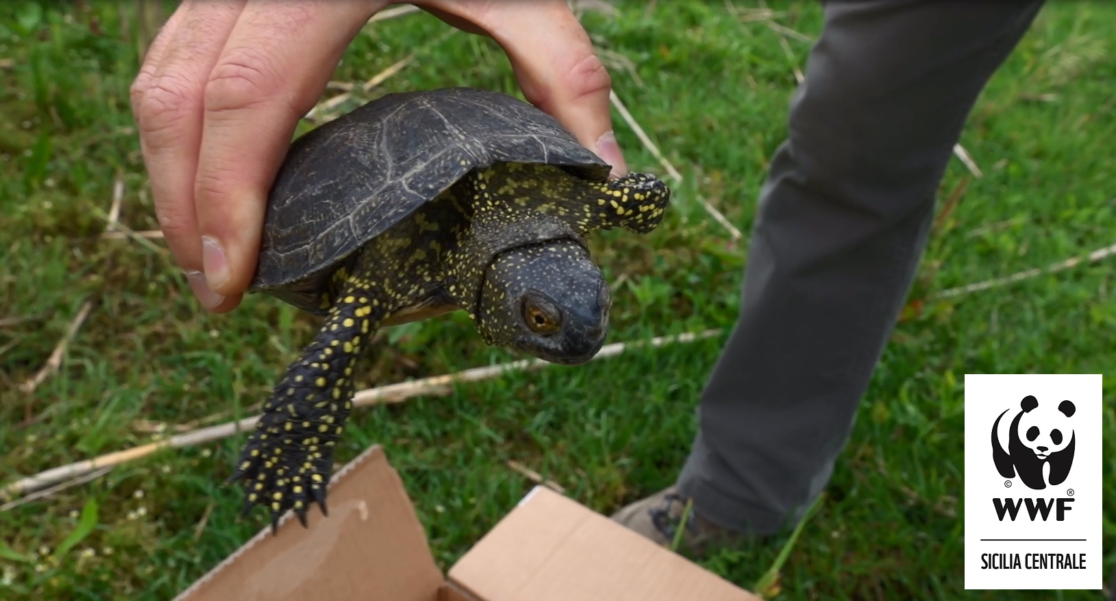 Per la Giornata Mondiale della Biodiversità volontari del WWF Sicilia ...