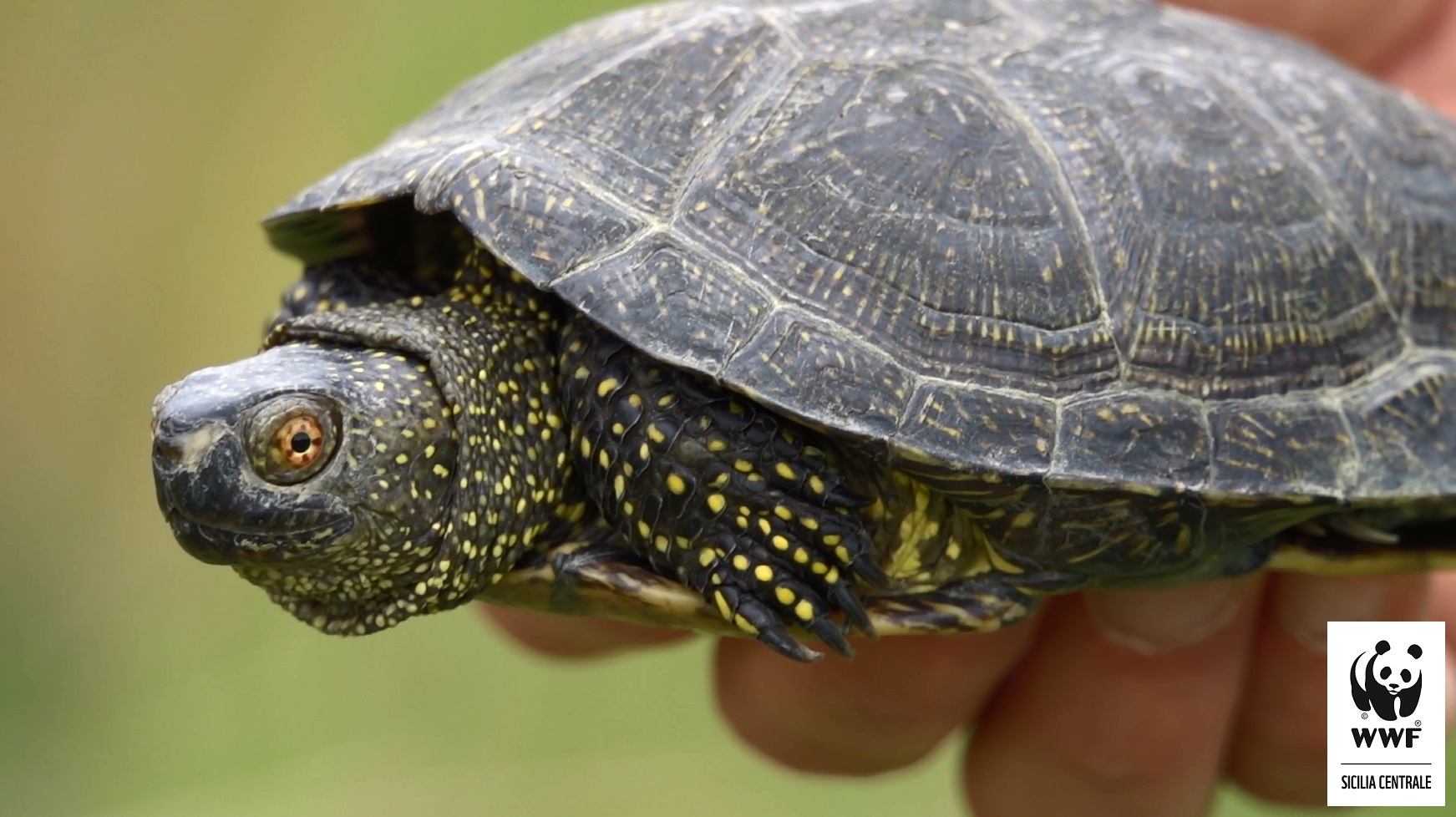 Per la Giornata Mondiale della Biodiversità volontari del WWF Sicilia ...