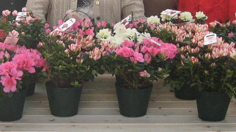 azalea_airc - il Fatto Nisseno - Caltanissetta notizie, cronaca, attualità