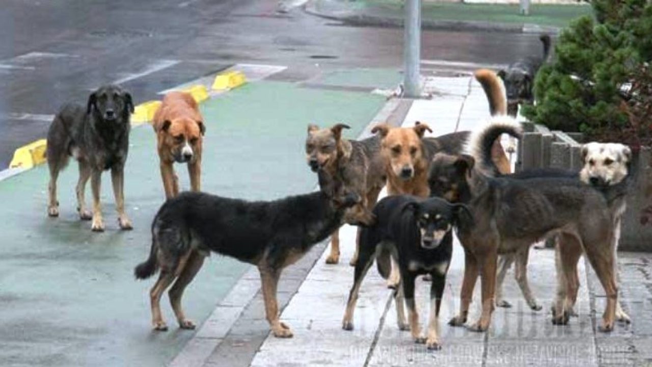 Delia. Piano di contrasto al Randagismo: presto in Giunta ci sarà anche ...