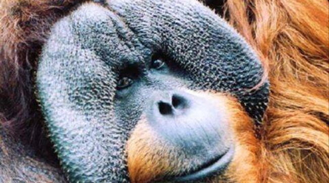 Ecco l'orango che si cura una ferita con le erbe: è il primo animale a ...