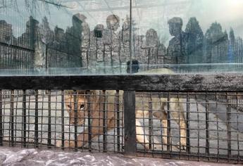 Putin e il regalo all'amico Kim: leoni, orsi e yak da esporre allo zoo ...