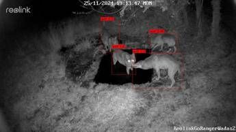 WADAS, l’AI protegge la fauna selvatica: il progetto sperimentale nel ...