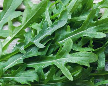 Dalla rucola un aiuto contro obesità e glicemia alta, lo studio - il ...